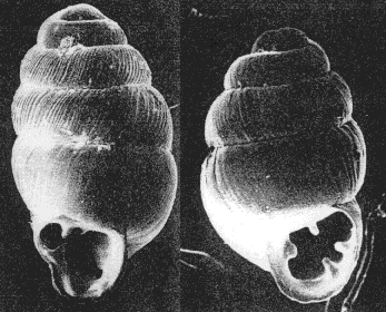 Malacological Society of London - Bulletin Board