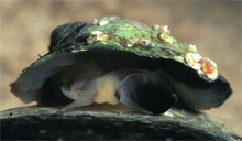 Malacological Society of London - Bulletin Board
